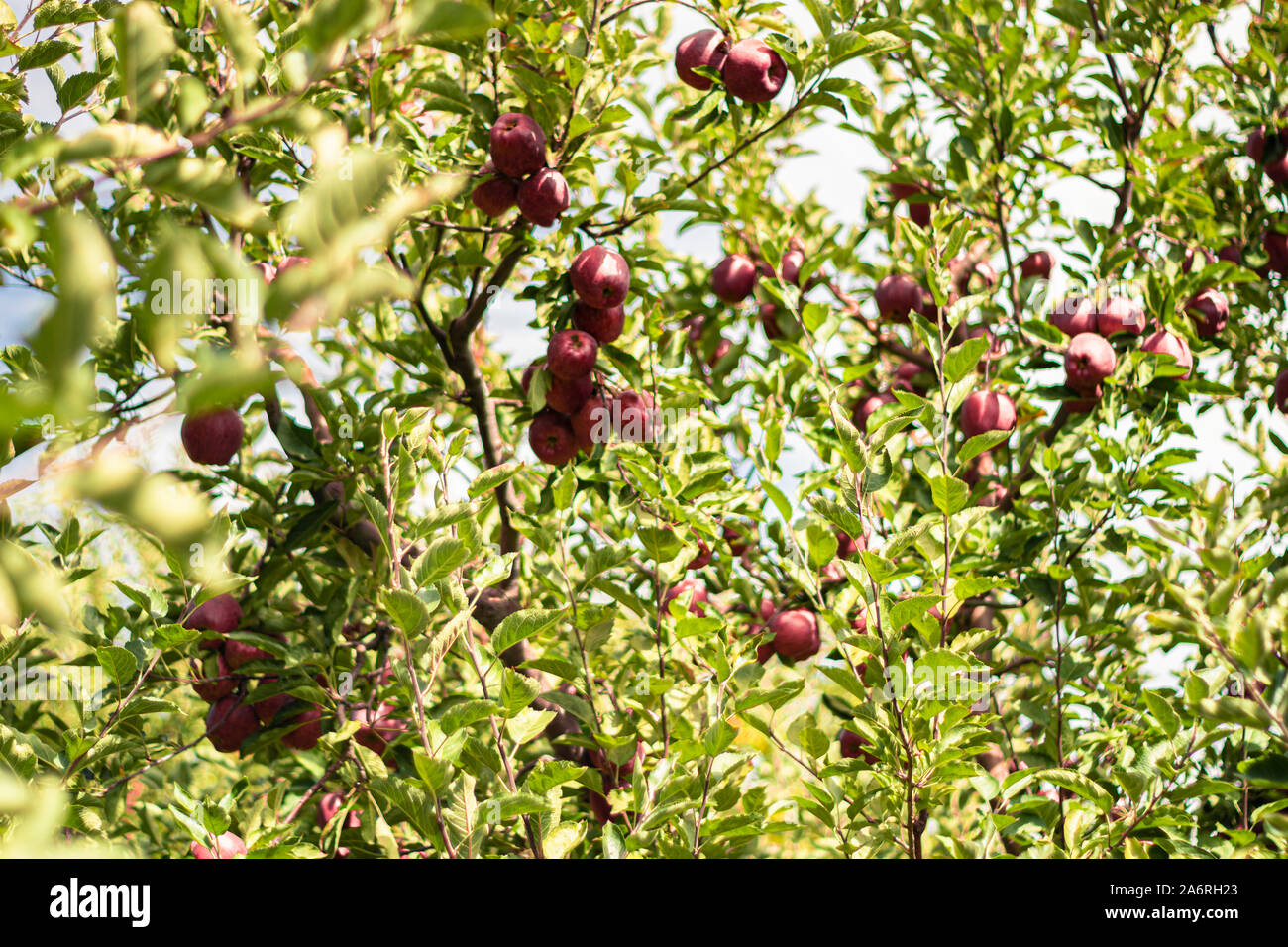 Fruit trees with harvest ripe red and greed apples in a modern Lebanese ...