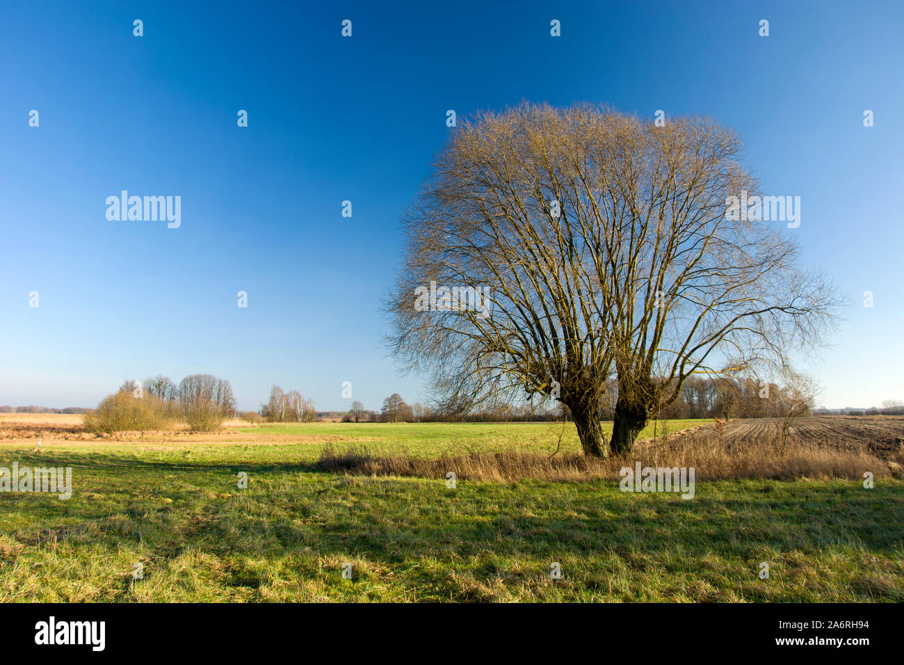 Large willow tree growing in a meadow and a beautiful clear blue sky ...