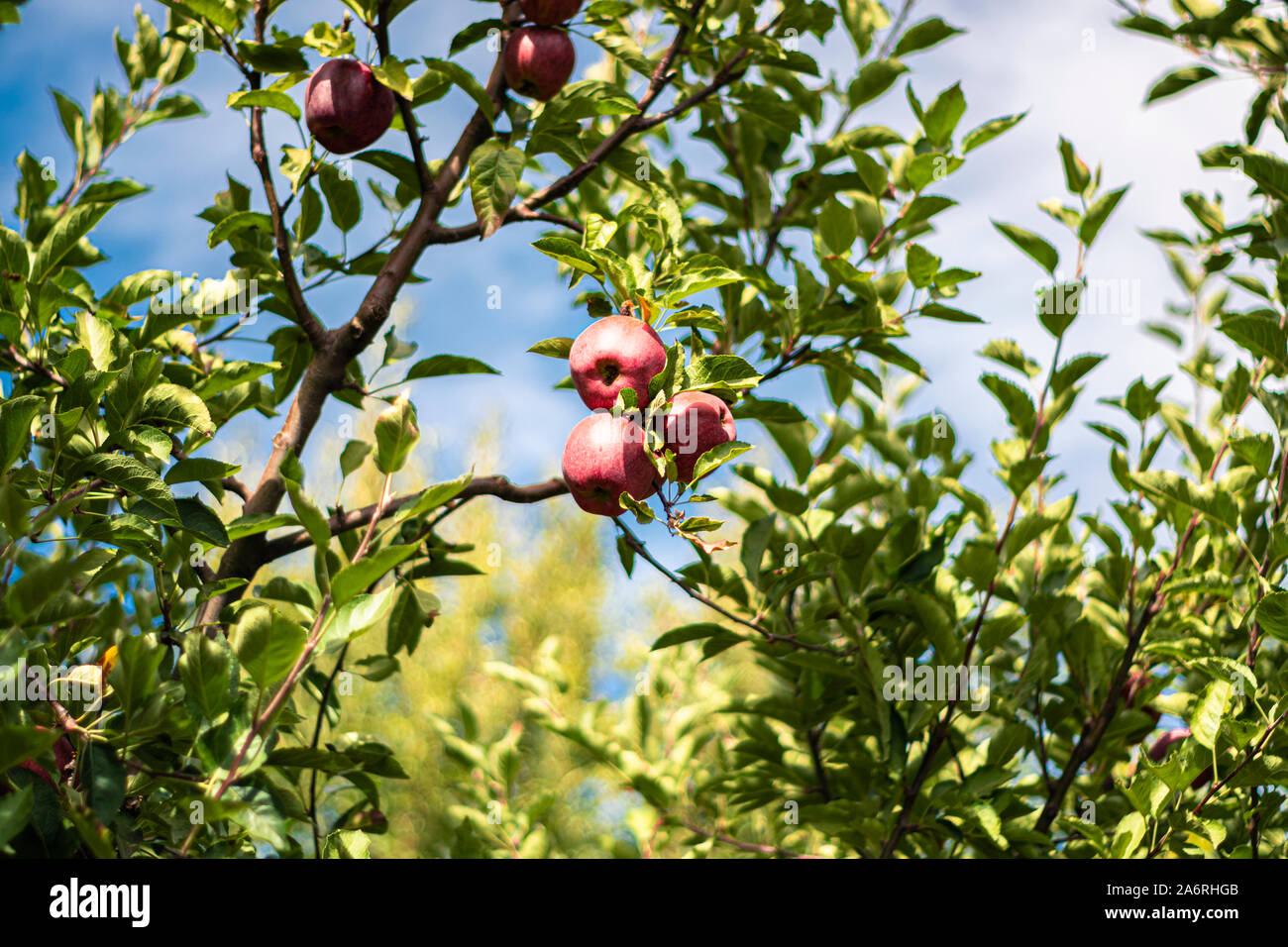 Fruit trees with harvest ripe red and greed apples in a modern Lebanese ...