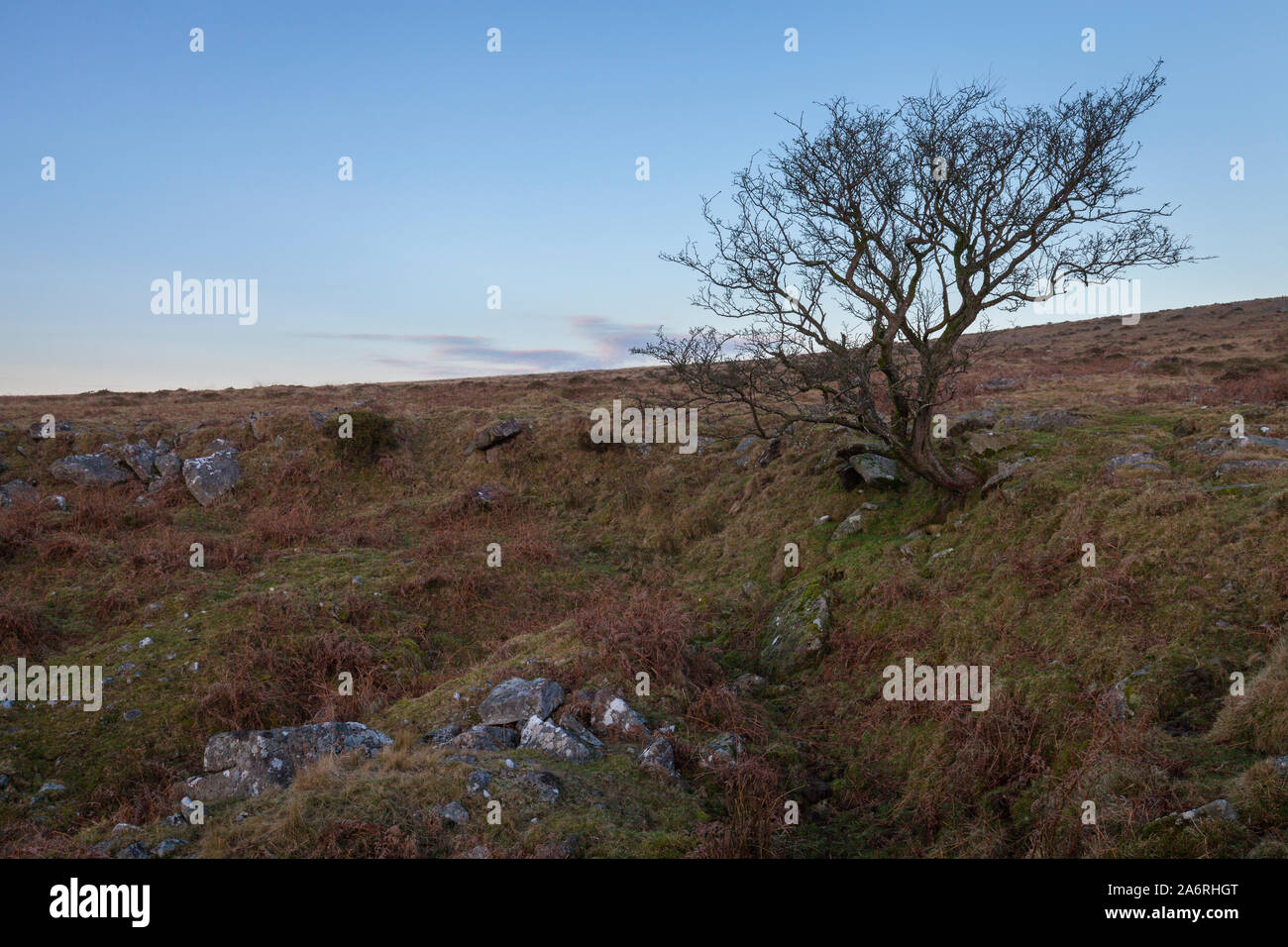 Windswept tree on dartmoor hi-res stock photography and images - Alamy