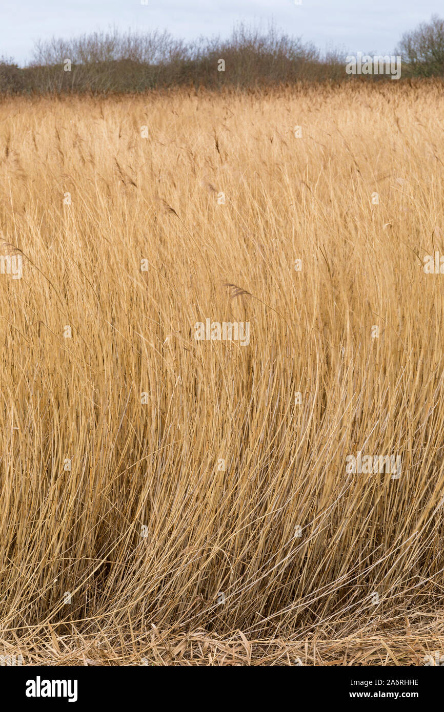 Wild reeds flow in the wind. They are golden in colour and grow on a ...