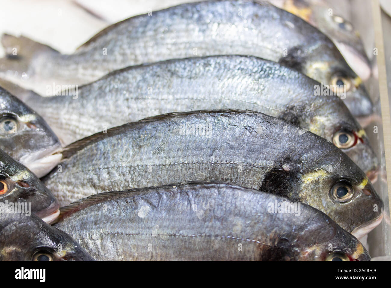 Fresh dorado fish, close-up background. Supermarket selling fish, a lot ...