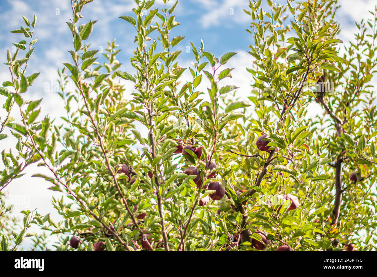 Lebanese apples hi-res stock photography and images - Alamy