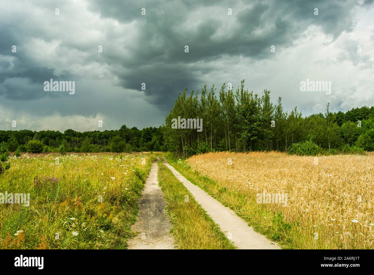Road through meadows and fields to the forest and rainy grey clouds on ...