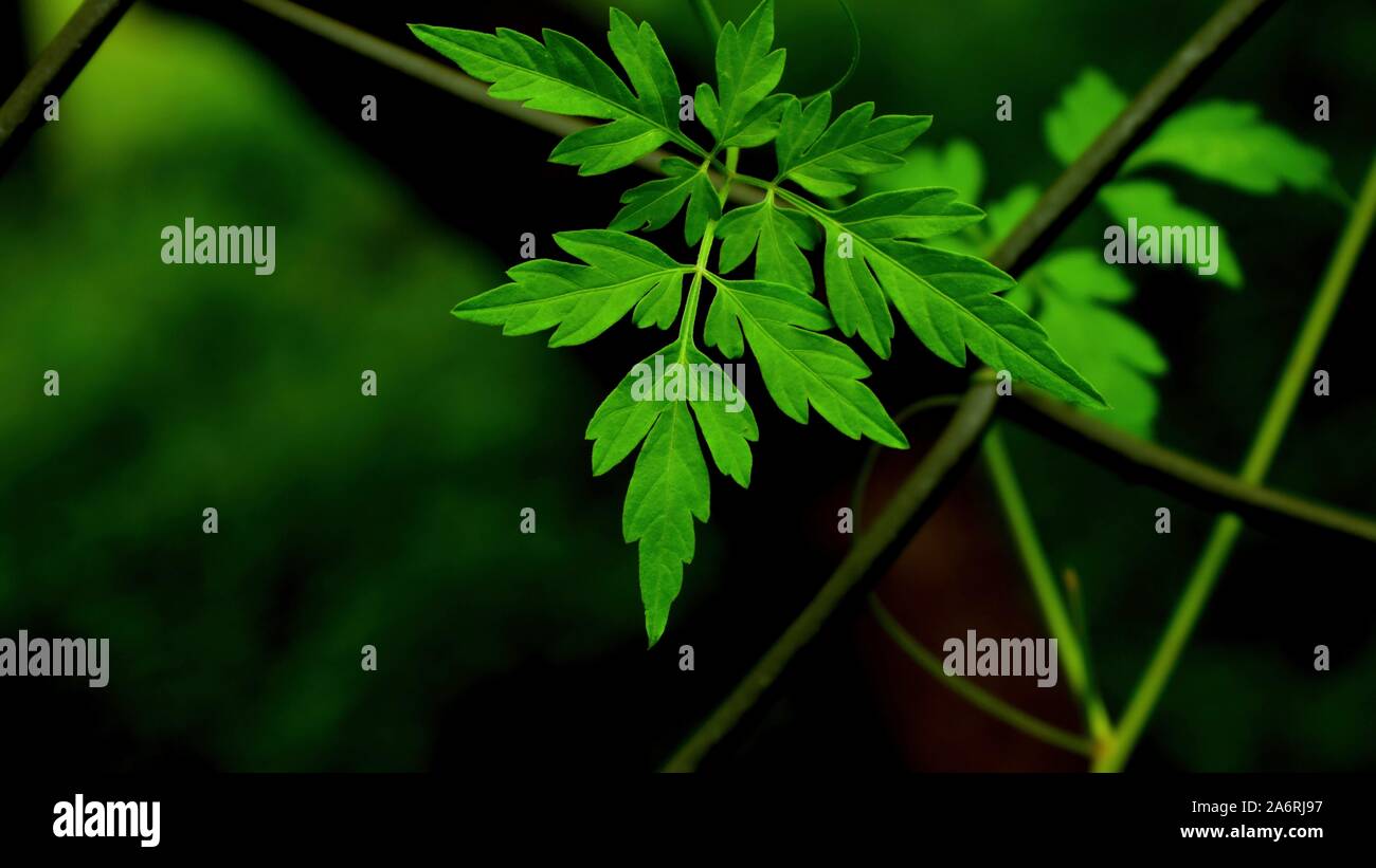 Beautiful green colour single leaf Stock Photo - Alamy