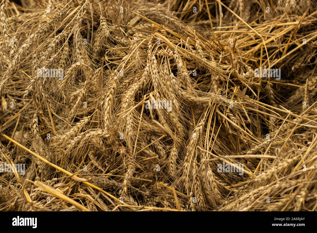 Ripe wheat ears, backdrop background. Dry barley rye wheat straw, dried ...