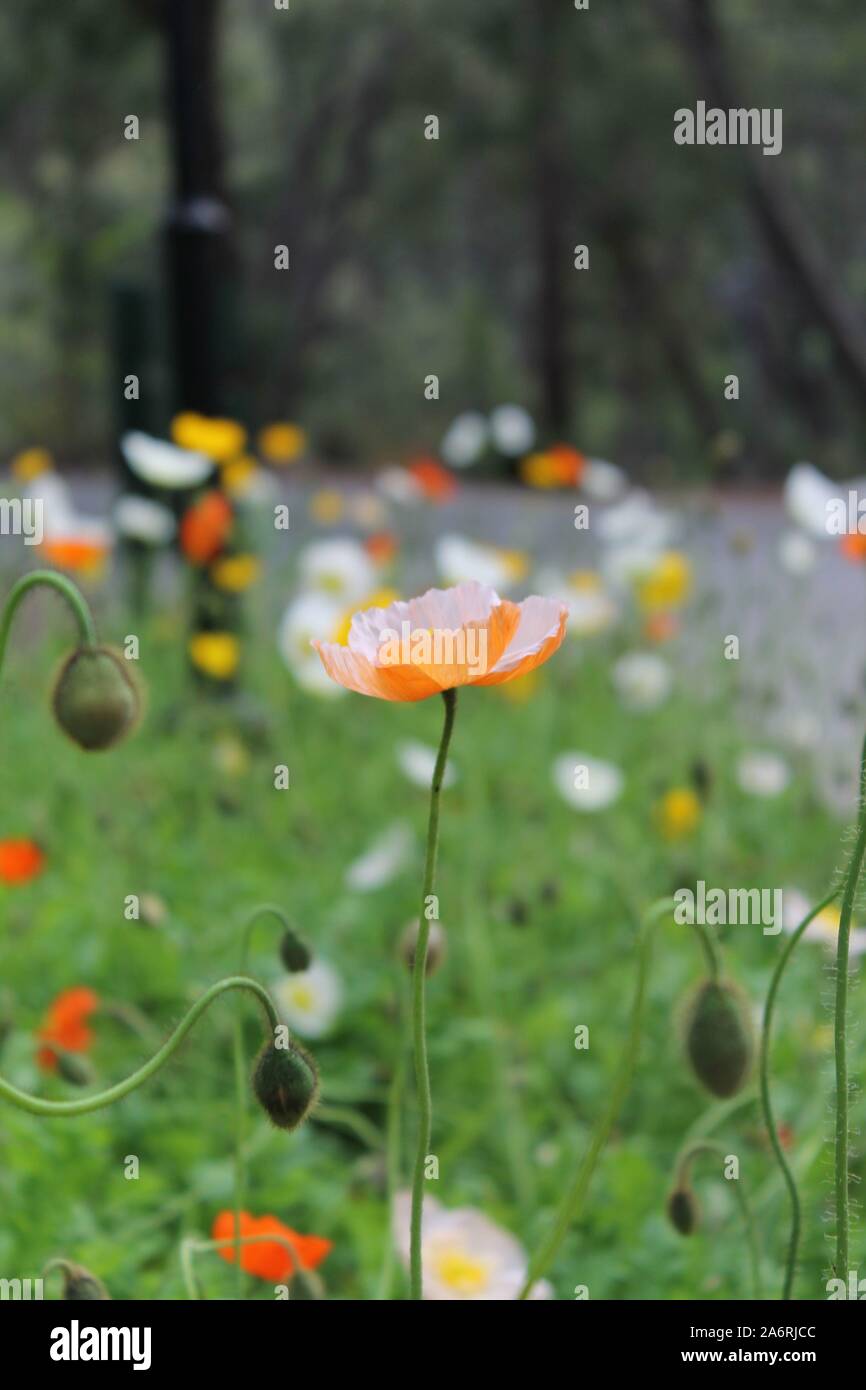 Tall poppy hi-res stock photography and images - Alamy