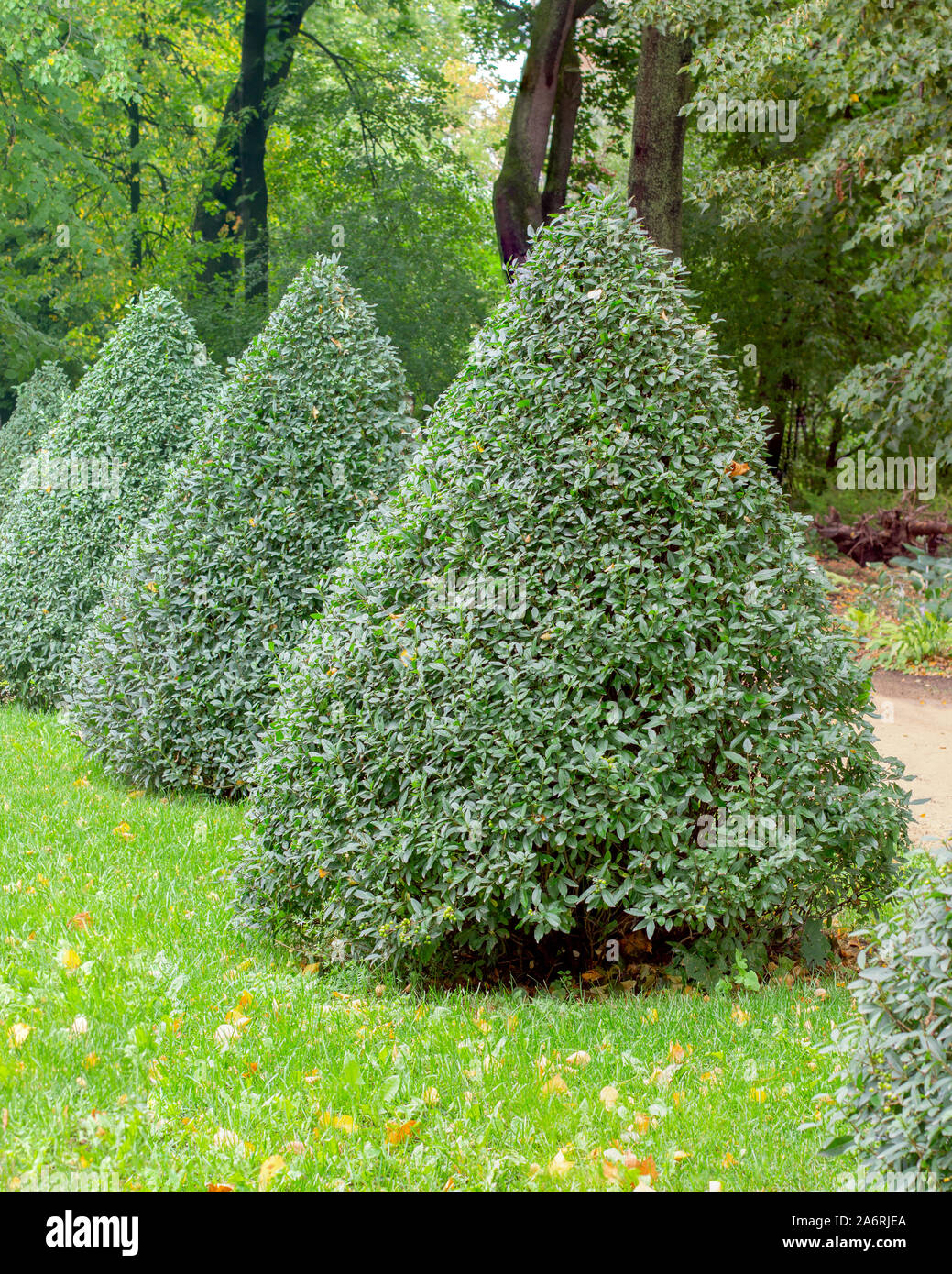 Privet pyramid, European privet Ligustrum vulgare Oleaceae, trimmed ...