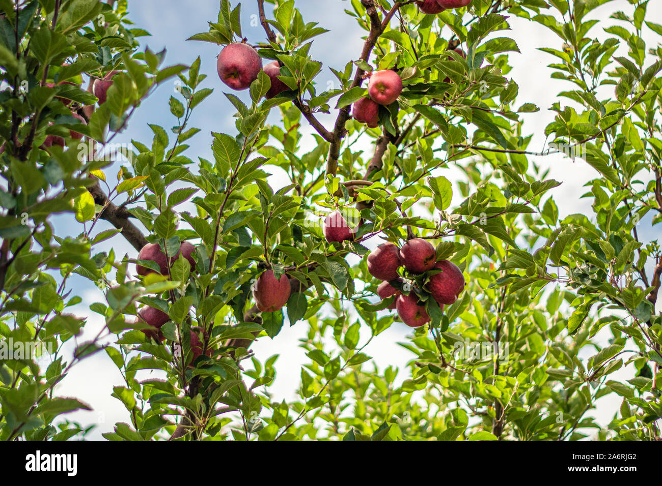 Fruit trees with harvest ripe red and greed apples in a modern Lebanese ...