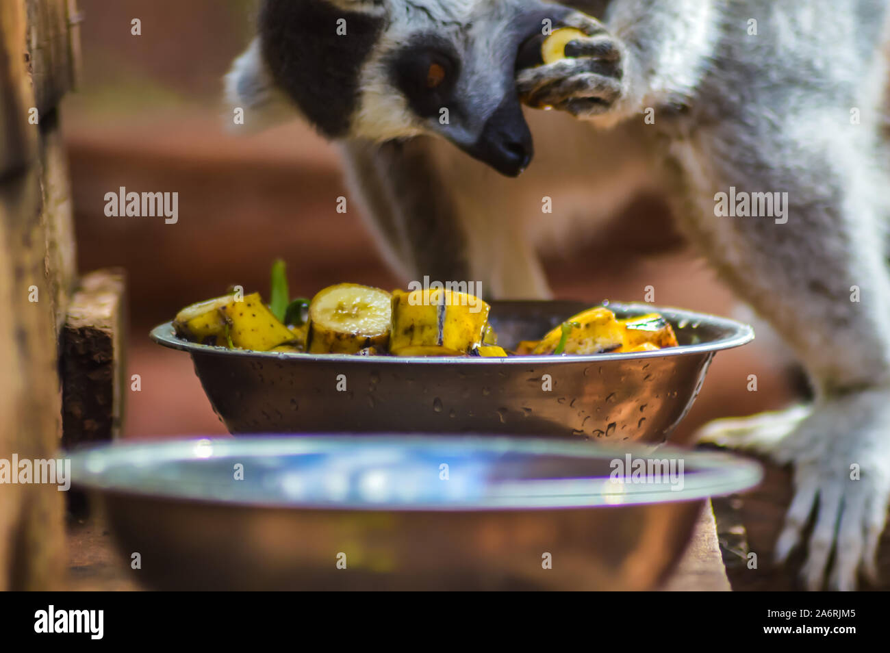 Madagascar catta lemur or maki mococo or maki with ringed tail or ...