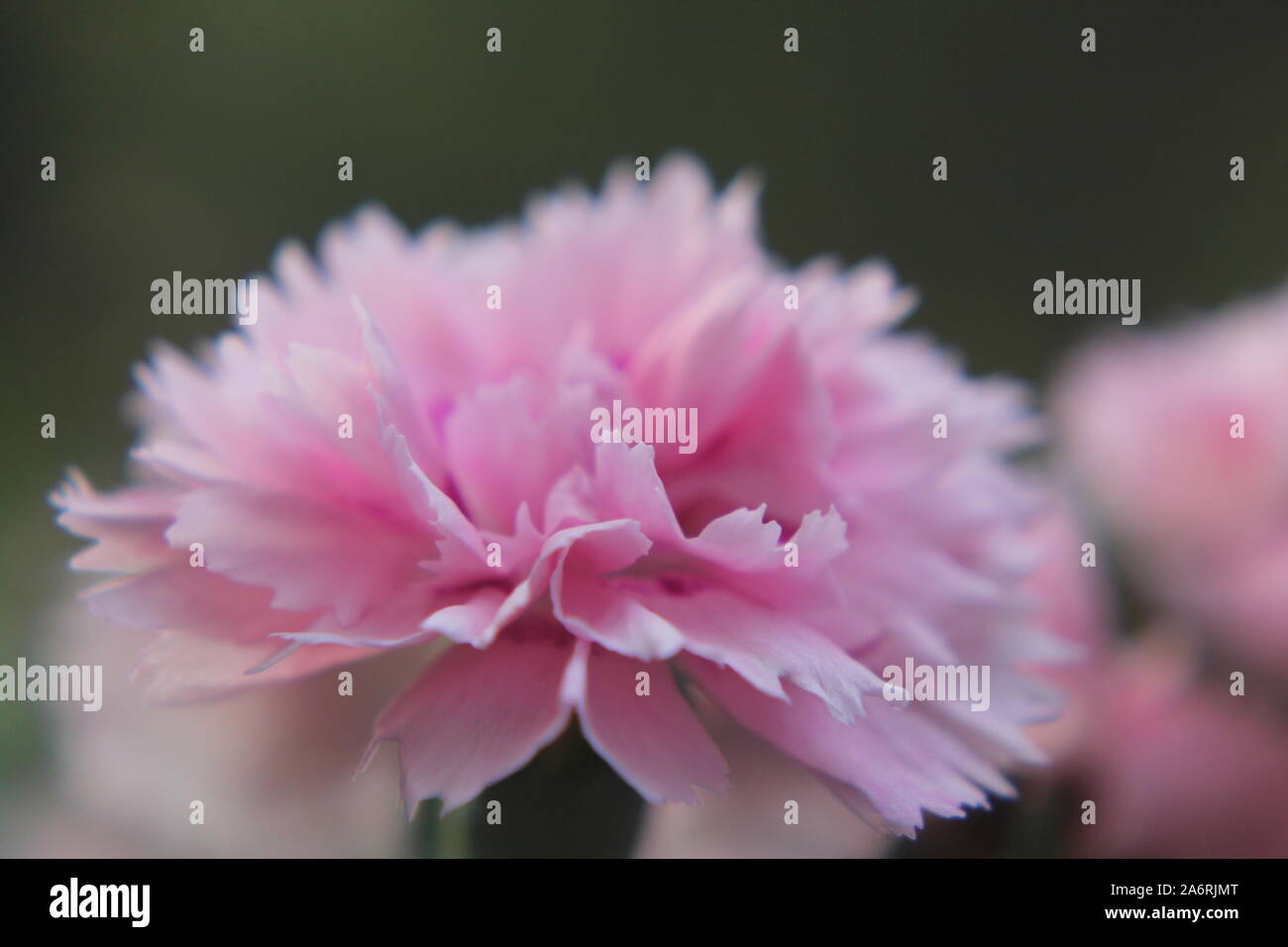 Carnation pink color hi-res stock photography and images - Alamy