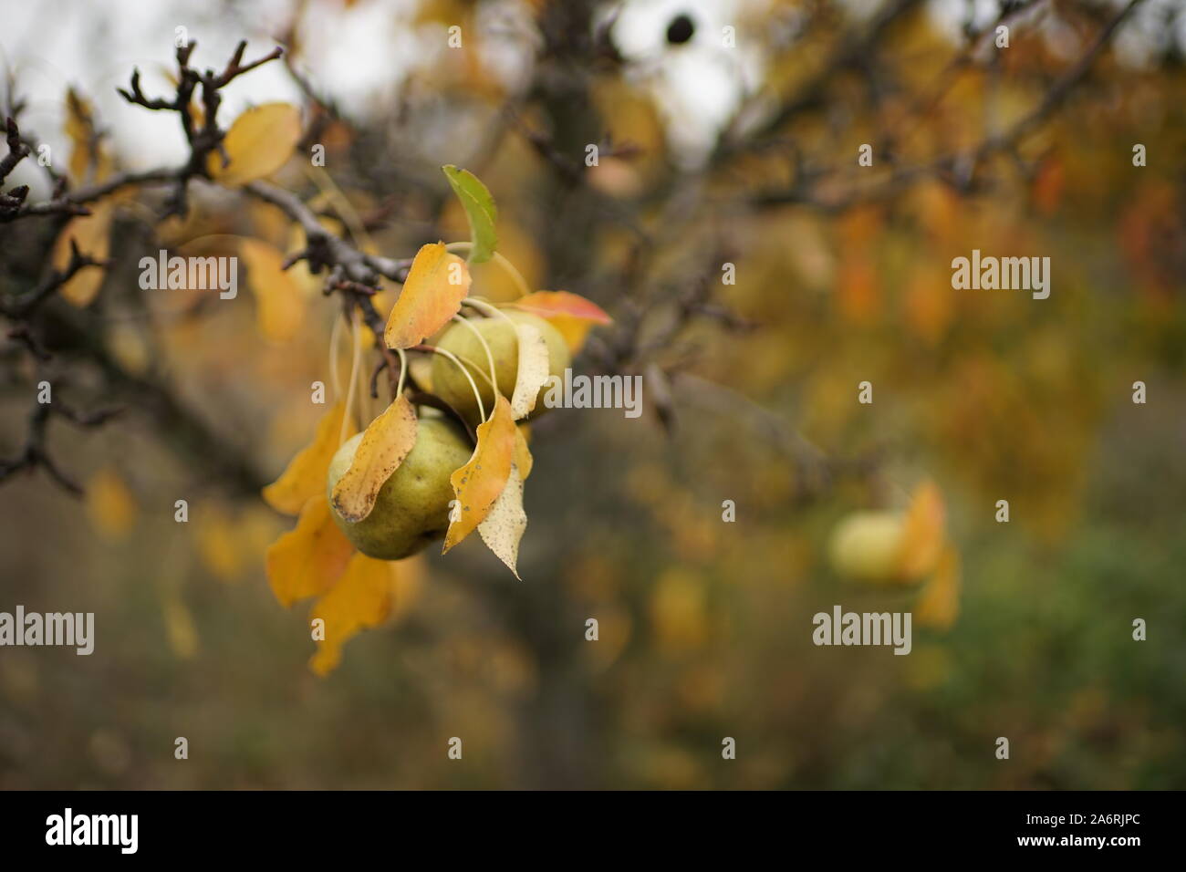 Golden pear autumn tree hi-res stock photography and images - Alamy