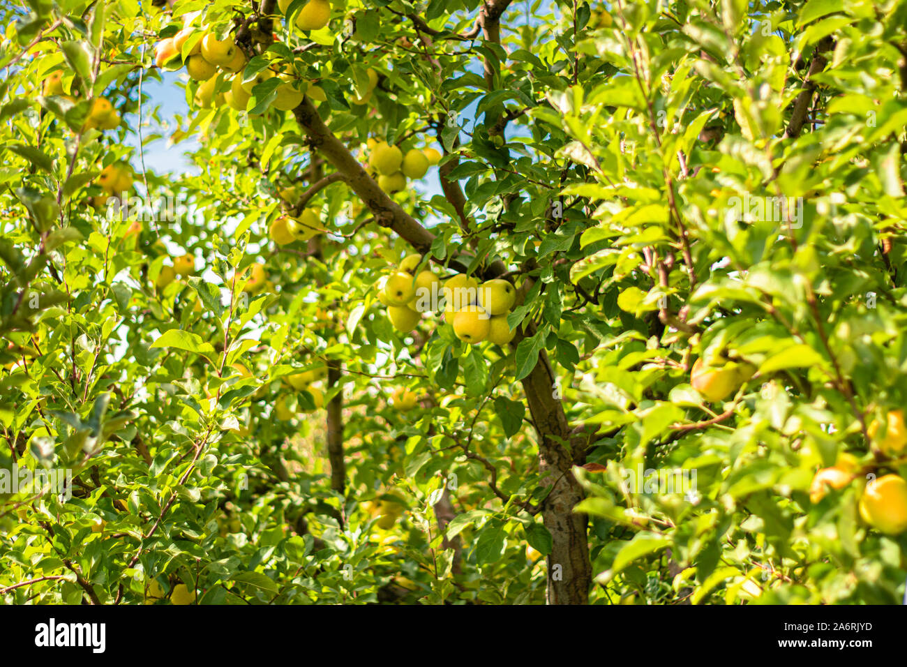 Fruit trees with harvest ripe red and greed apples in a modern Lebanese ...