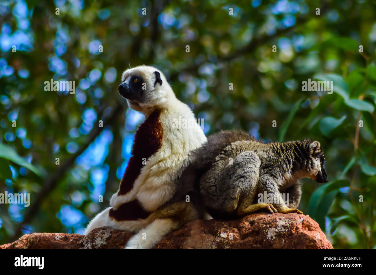 An extraordinary couple of Madagascar lemurs. One is a sifaka and the ...