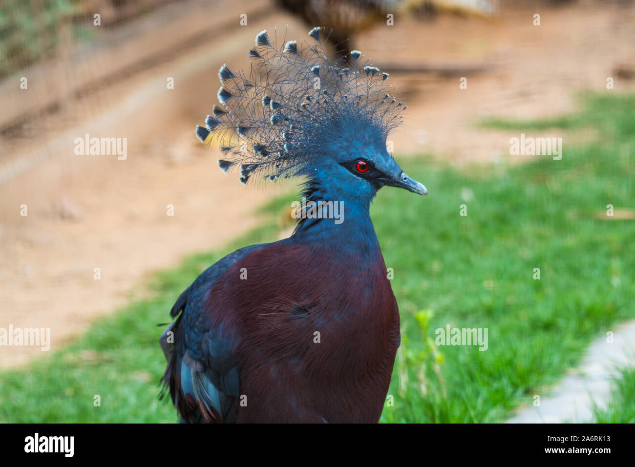 Common crowned pigeons hi-res stock photography and images - Alamy