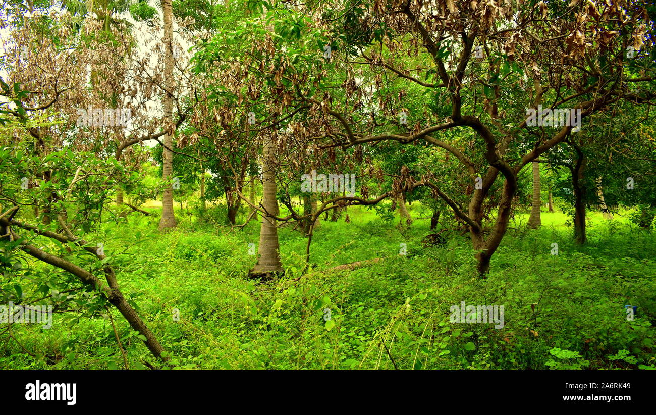 Green garden in rainy season Stock Photo - Alamy