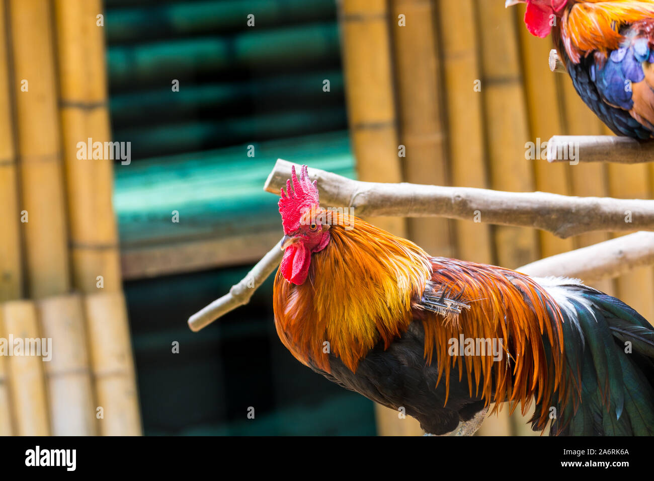 The red jungle fowl is a tropical bird in the family Phasianidae. It is ...