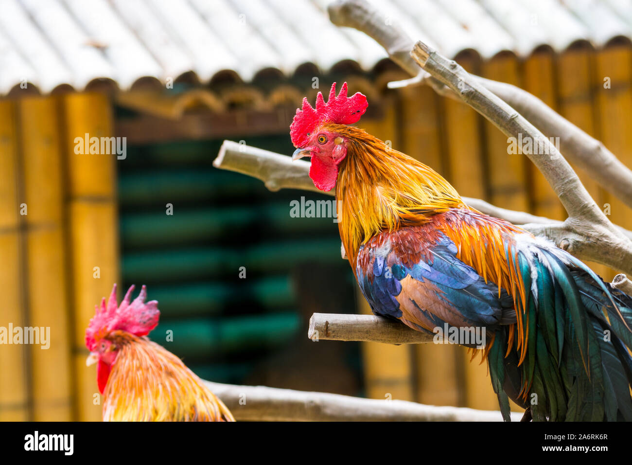 The red jungle fowl is a tropical bird in the family Phasianidae. It is ...