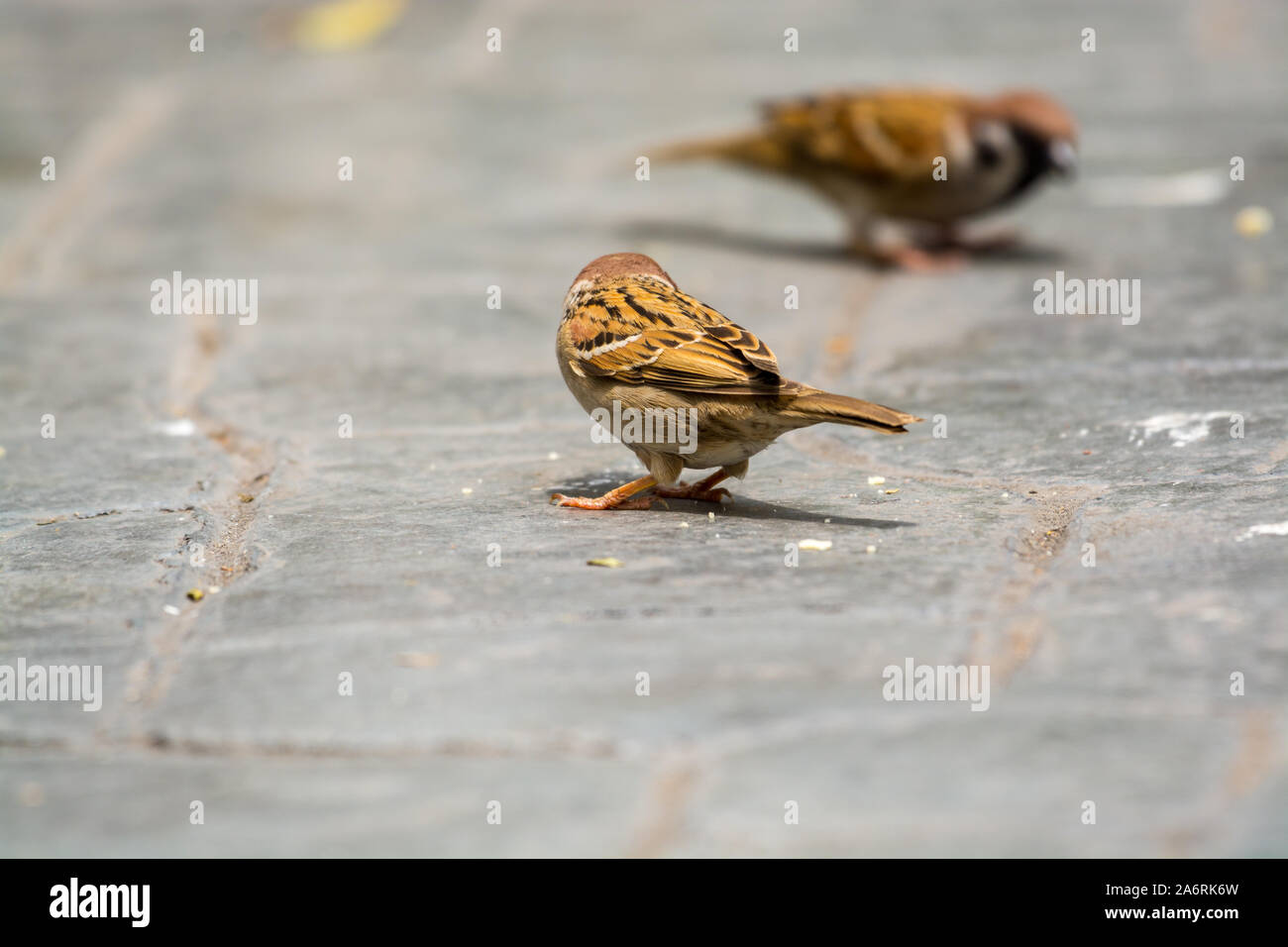 The Eurasian tree sparrow (Passer montanus) is a passerine bird in the ...