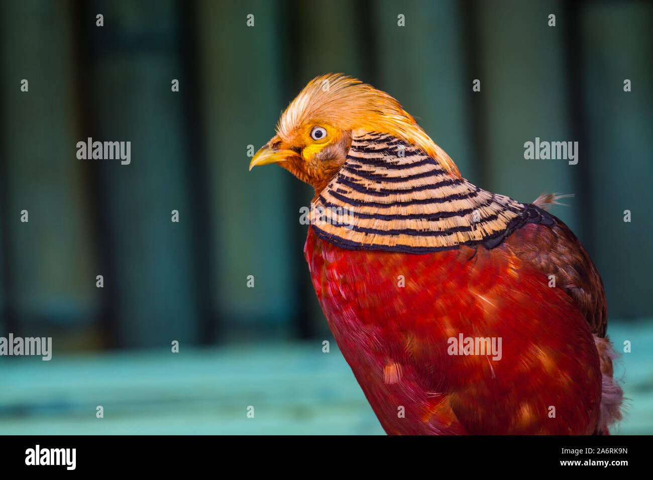 Theh golden pheasant ( Chrysolophus pictus ), also known as the Chinese ...