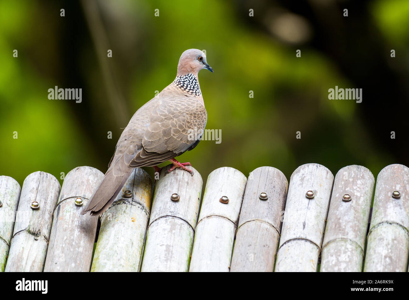 The spotted dove (Spilopelia chinensis) perching on a bamboo house ...