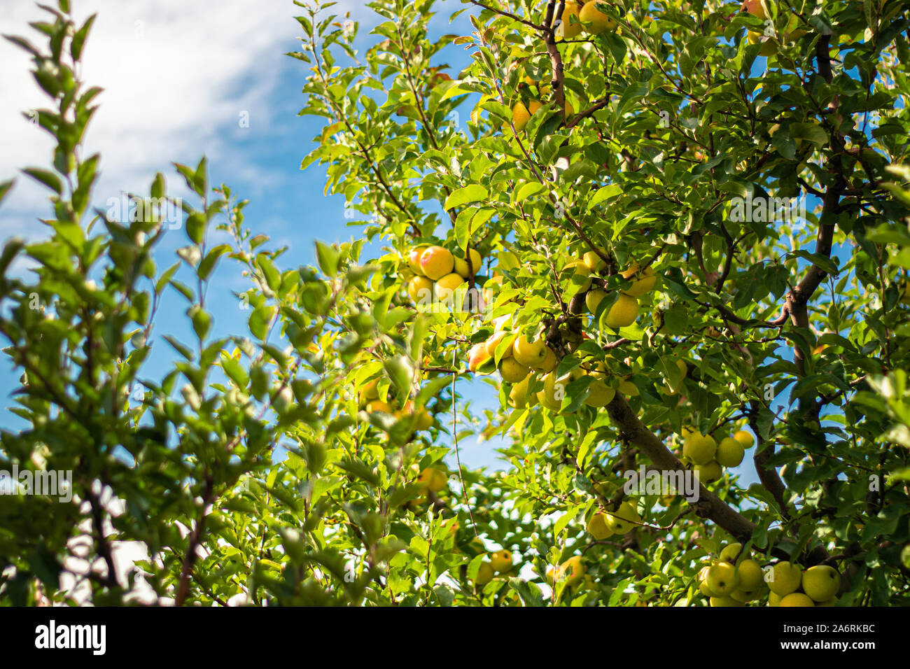 Fruit trees with harvest ripe red and greed apples in a modern Lebanese ...