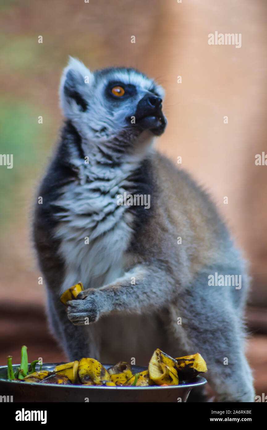 Madagascar catta lemur or maki mococo or maki with ringed tail or ...