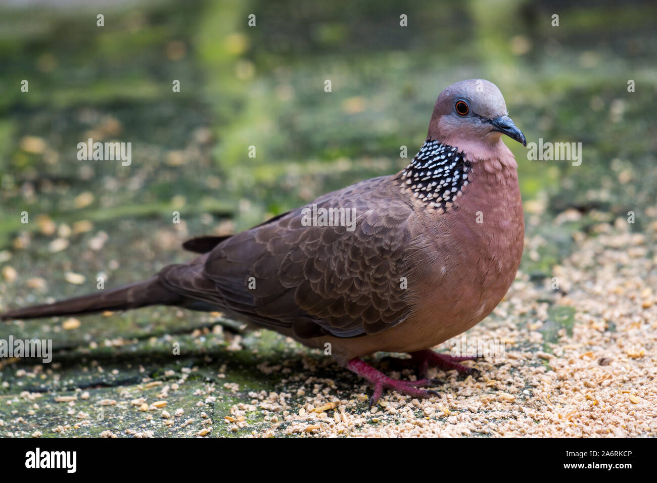The spotted dove (Spilopelia chinensis) searching food on floor in a ...