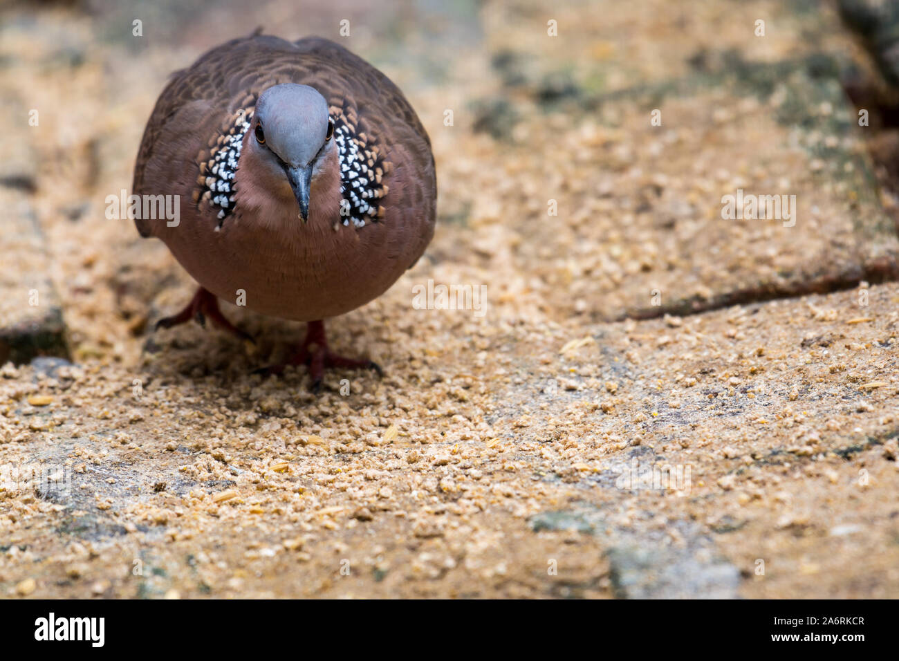 The spotted dove (Spilopelia chinensis) searching food on floor in a ...