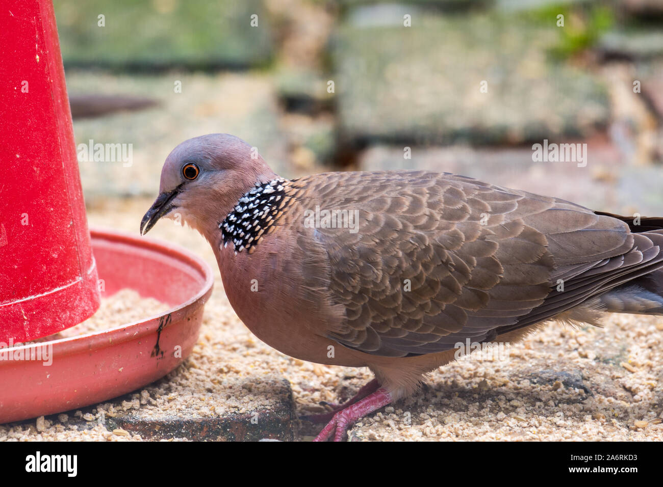 The spotted dove (Spilopelia chinensis) eating food from the food ...
