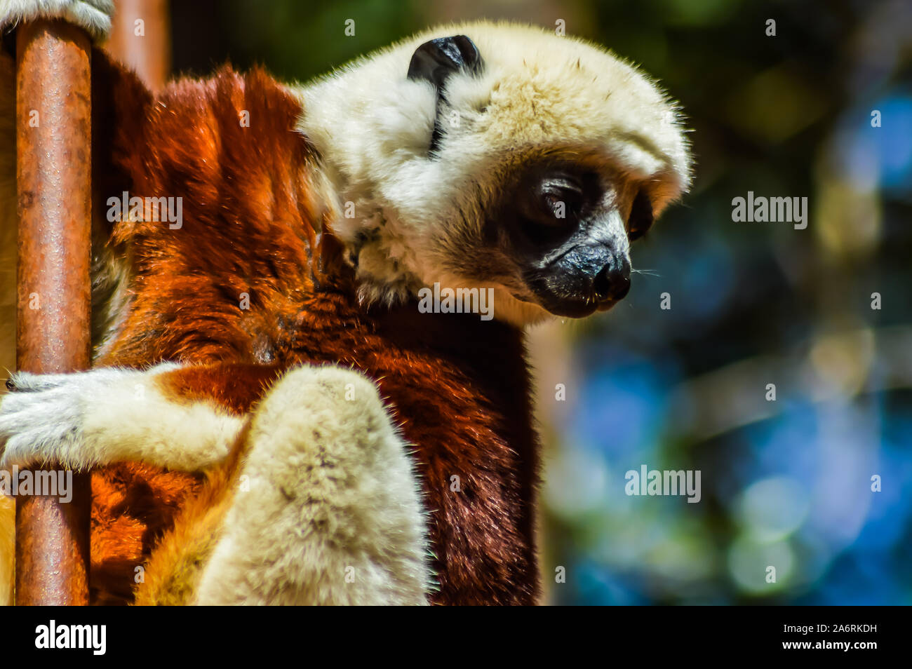 Fauna de madagascar hi-res stock photography and images - Alamy