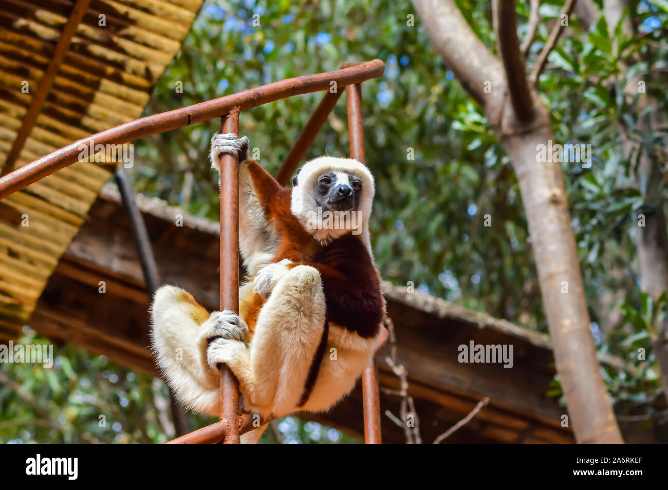 Madagascar lemur whose name is Sifaka de coquerel or Propithecus Stock ...
