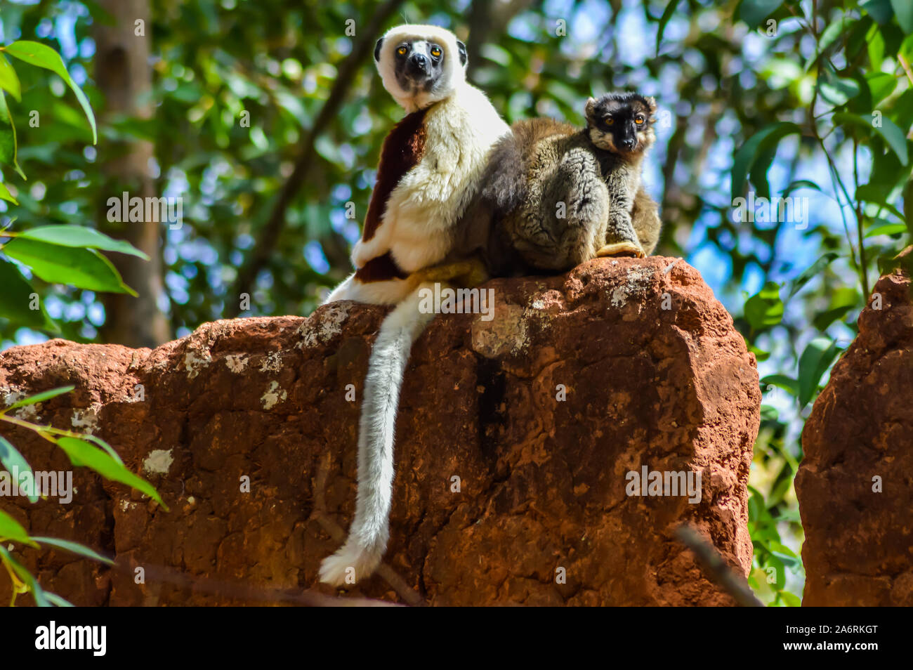 An extraordinary couple of Madagascar lemurs. One is a sifaka and the ...