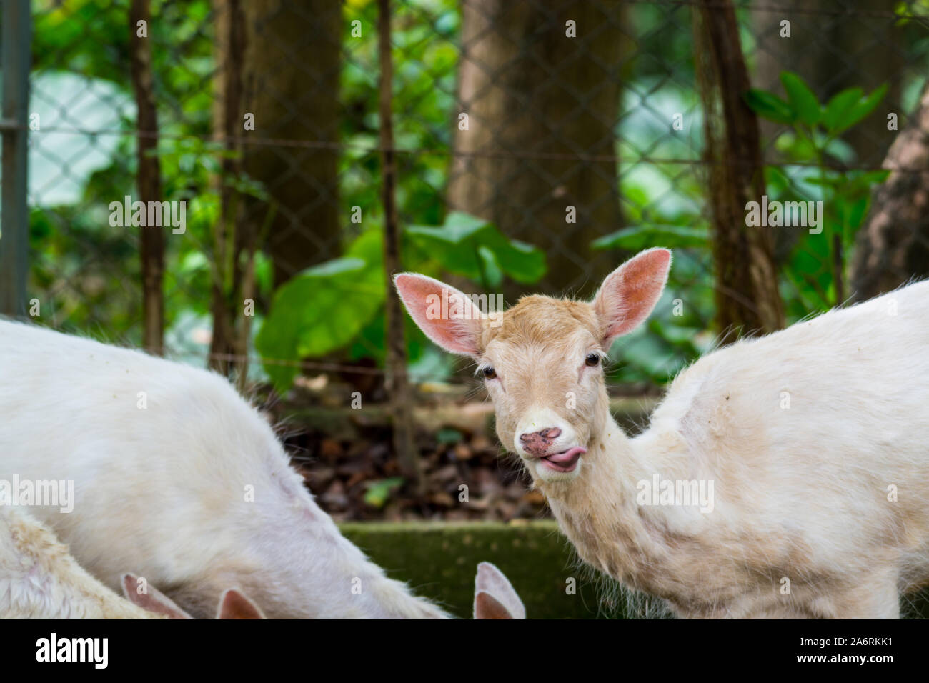 China dama hi-res stock photography and images - Alamy