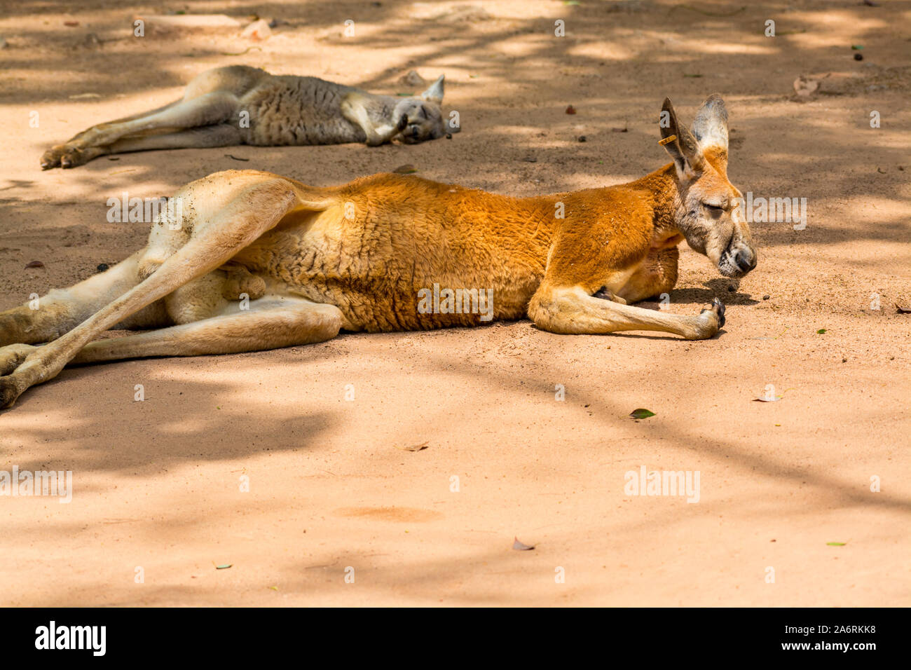 Kangaroo sleeping in a zoo, a leaping mammal of Australia and nearby ...