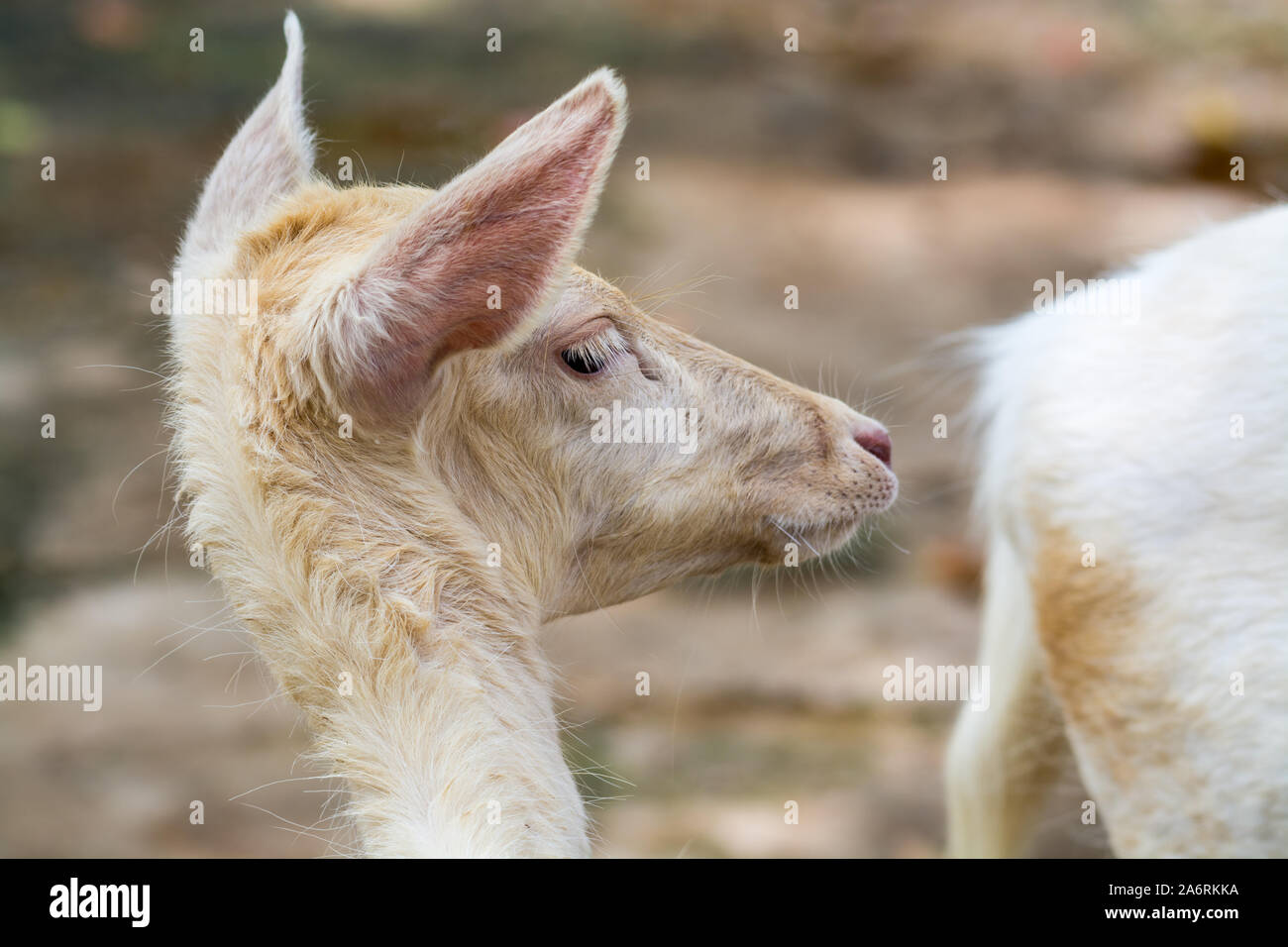 China dama hi-res stock photography and images - Alamy