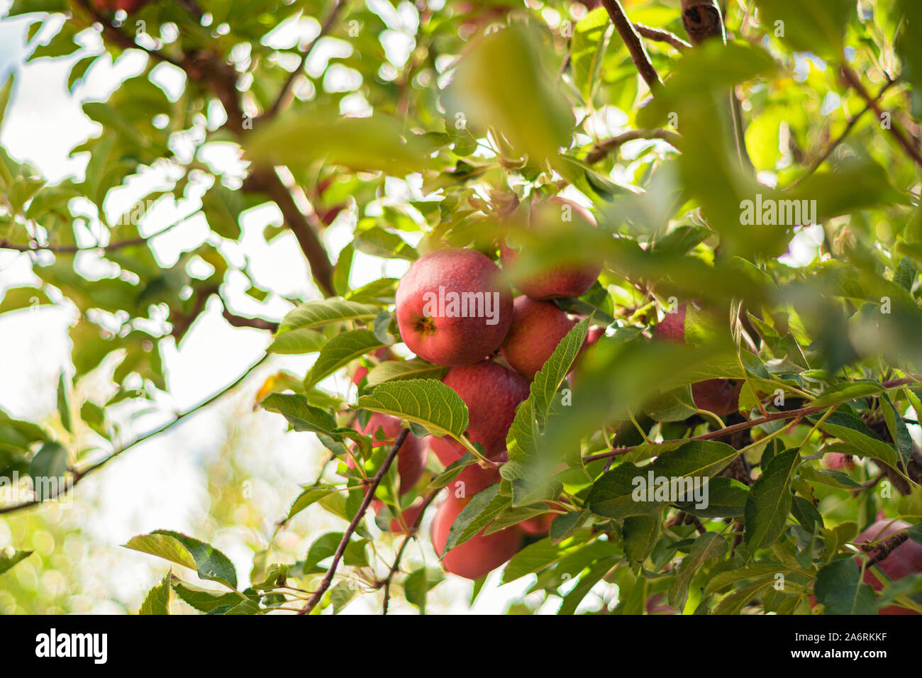 Fruit trees with harvest ripe red and greed apples in a modern Lebanese ...