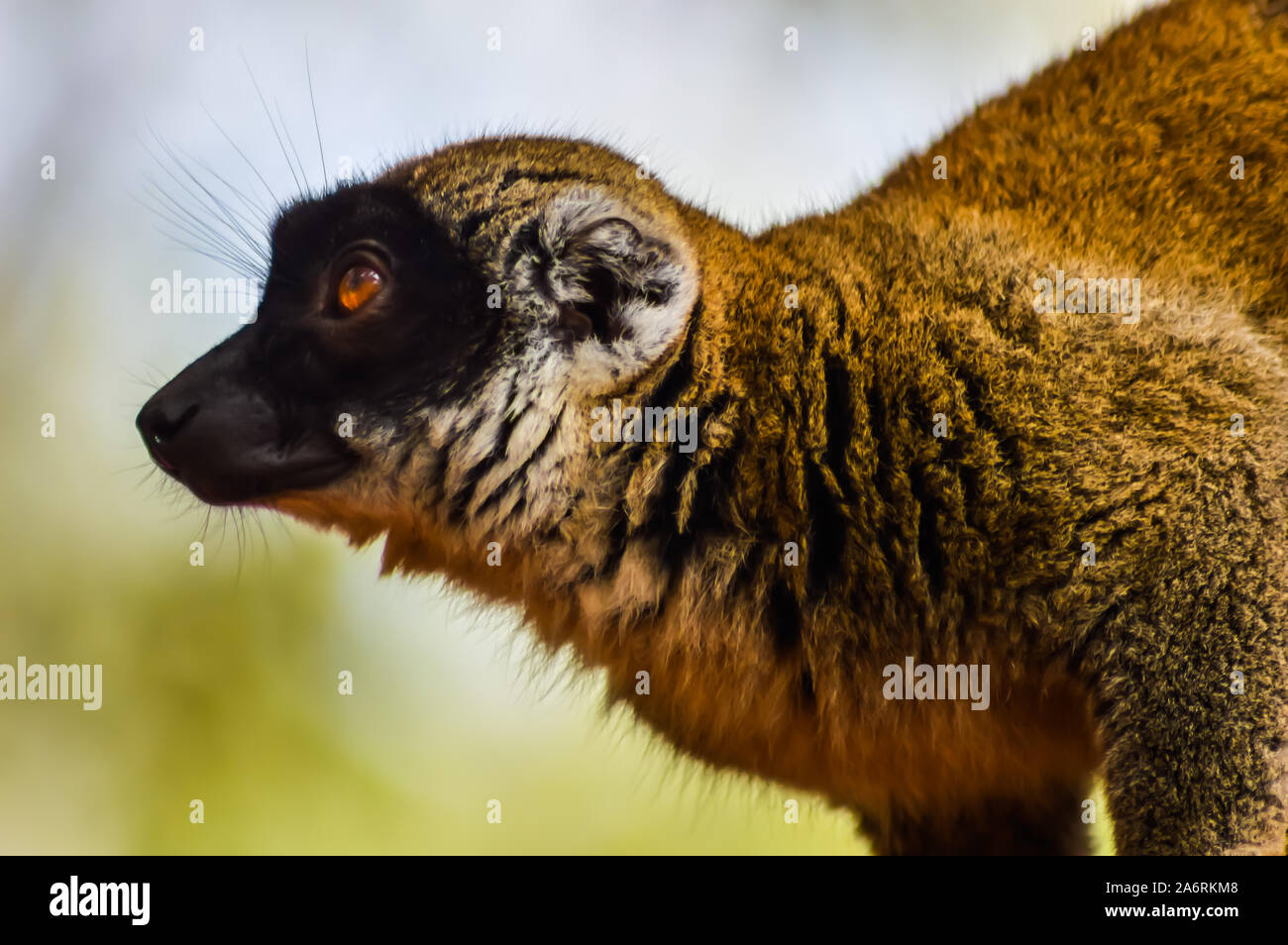 Maki brown hi-res stock photography and images - Alamy