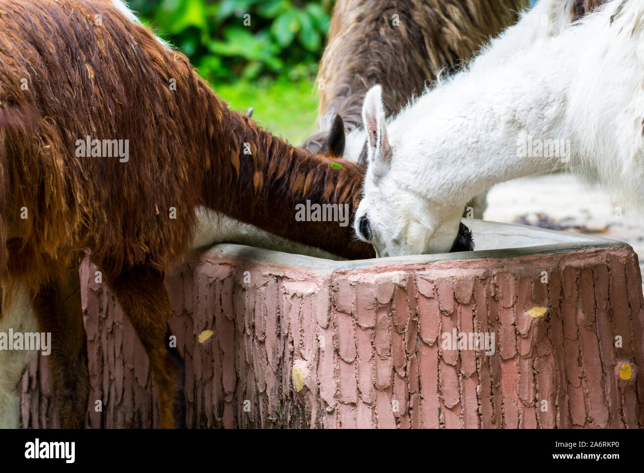 Three alpacas eating food in a food feeder in a zoo Stock Photo - Alamy