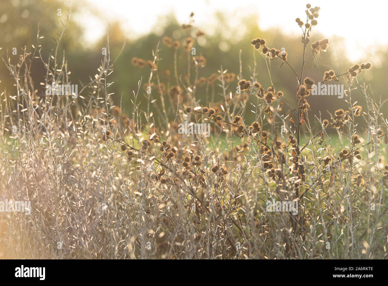 Low Autumn / Fall sun backlighting dried grasses and Burdock Stock ...
