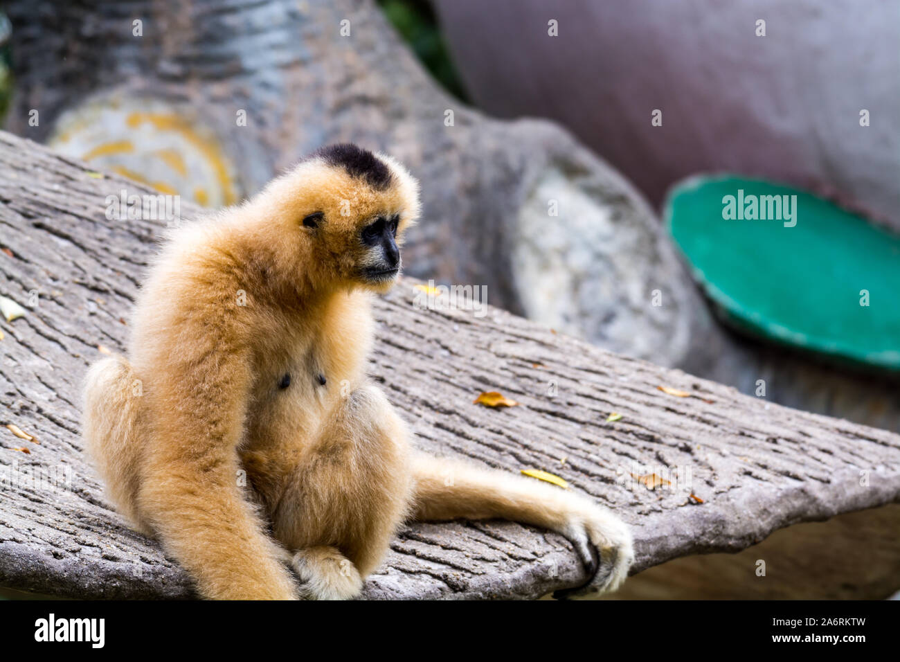 Golden snub-nosed monkey (Rhinopithecus roxellana) sitting on house ...