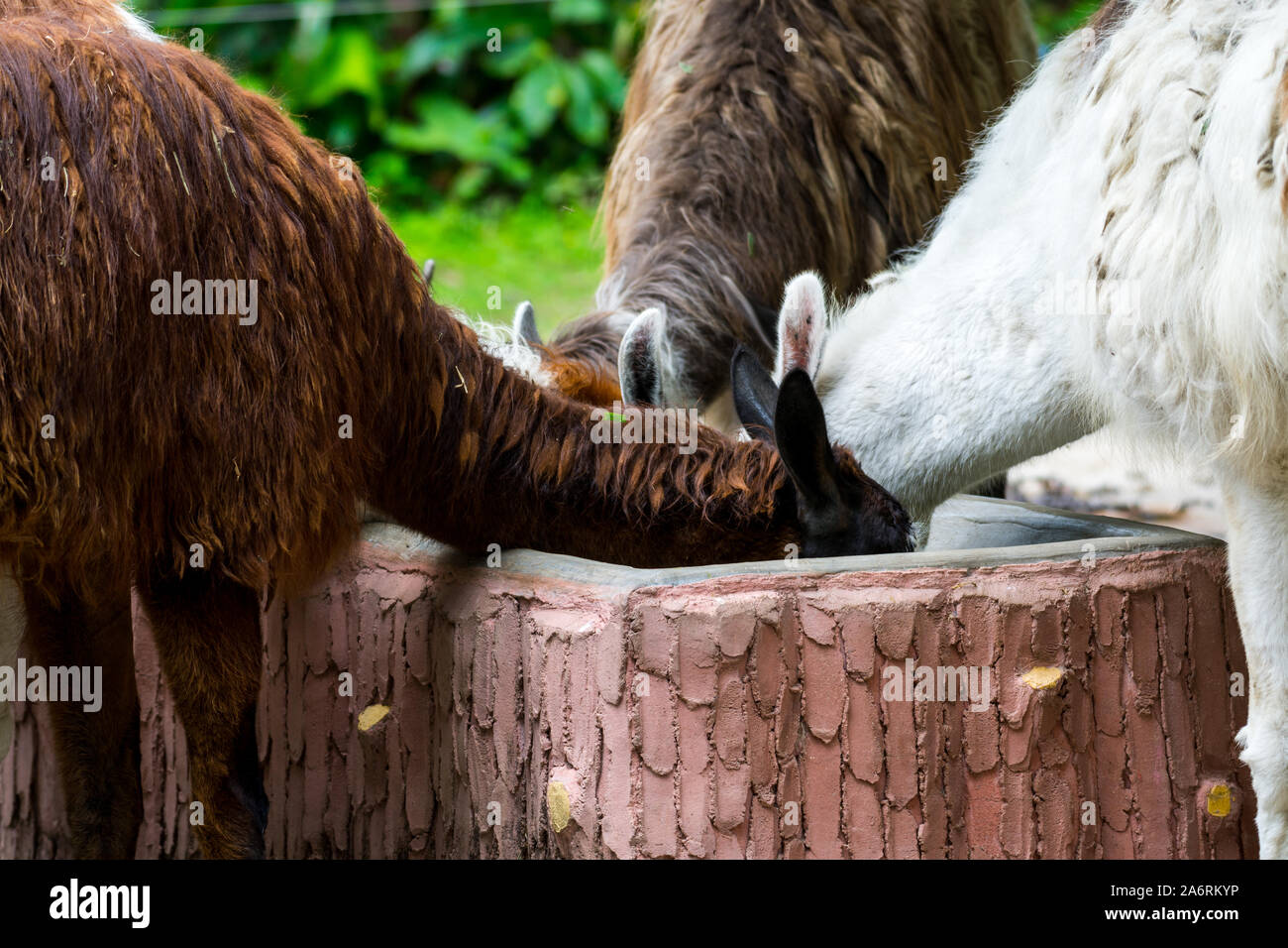 Three alpacas eating food in a food feeder in a zoo Stock Photo - Alamy