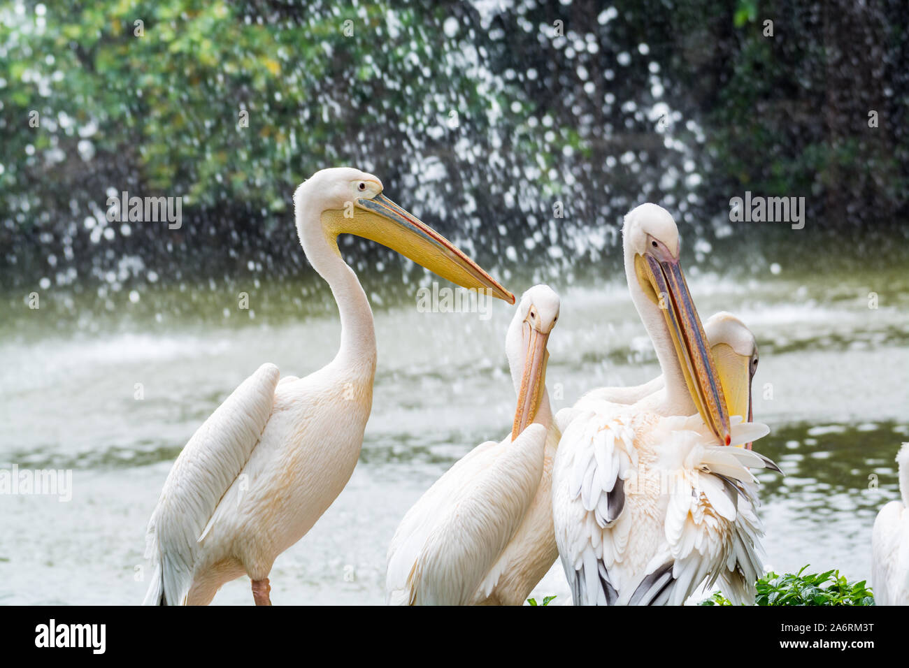 A group of great white pelicans in a zoo, also known as the eastern ...