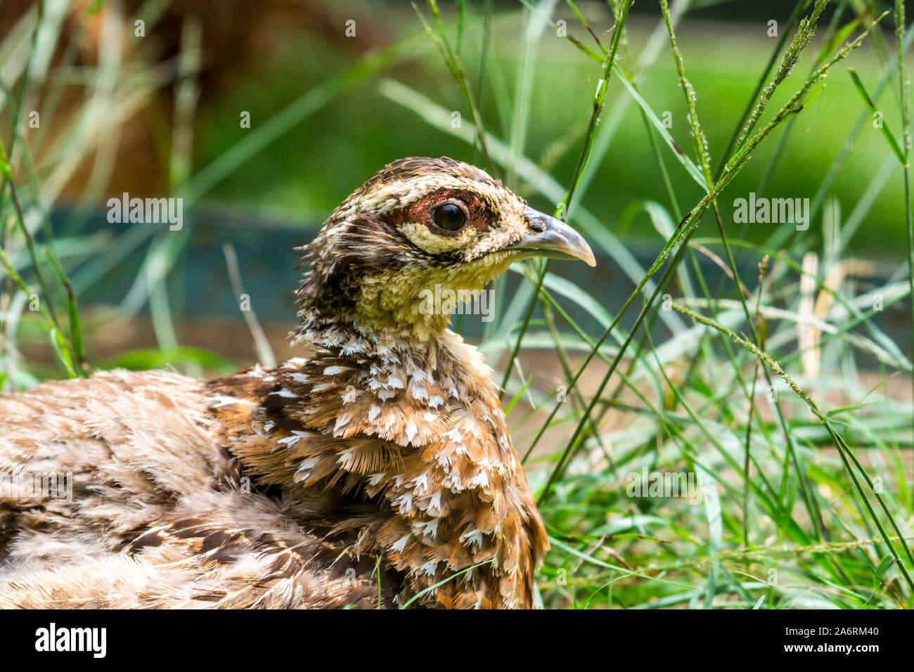 The common quail (Coturnix coturnix) or European quail is a small ...