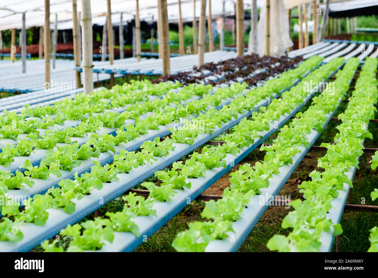 image of Hydroponics vegetable farm Stock Photo - Alamy