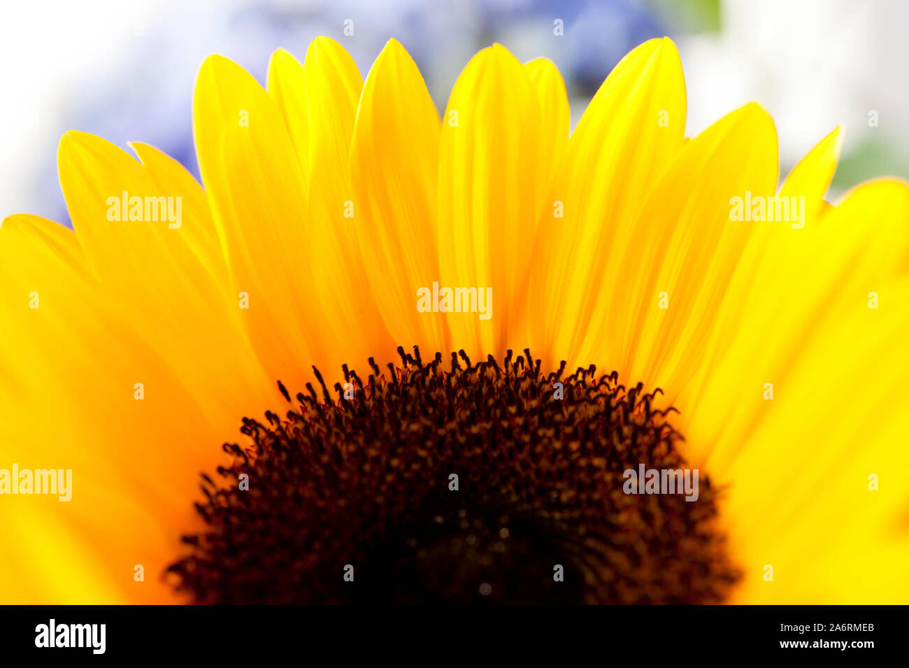 Botanical macro of sunflower hi-res stock photography and images - Alamy Botanical macro of sunflower hi-res stock photography and images - Alamy