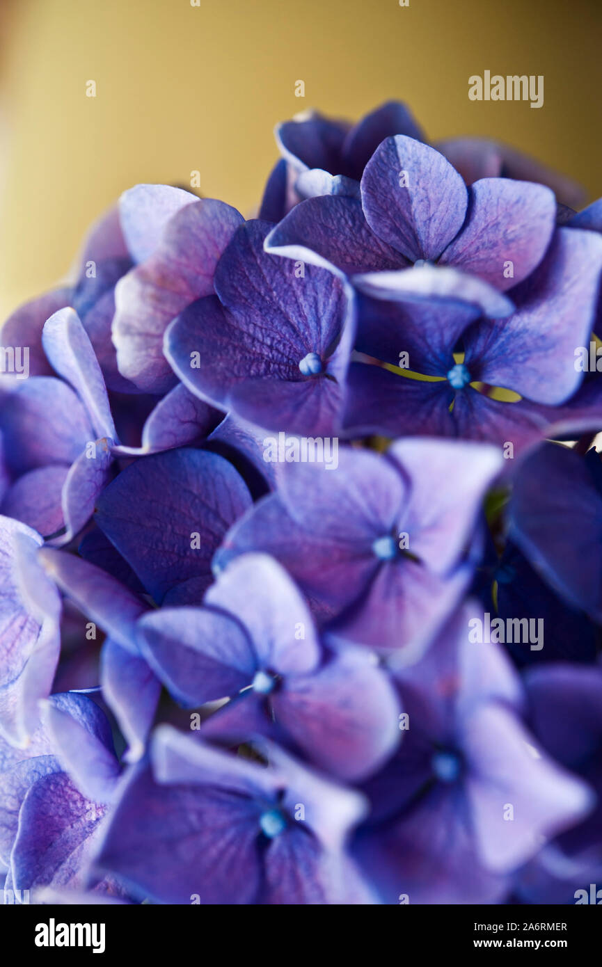macro detail of Hydrangea flower petals Stock Photo - Alamy