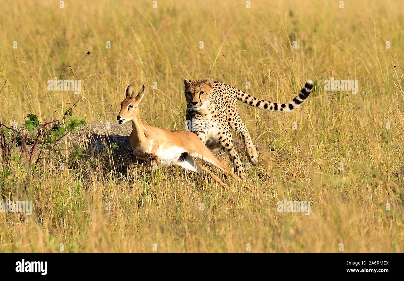 Chases prey hi-res stock photography and images - Alamy