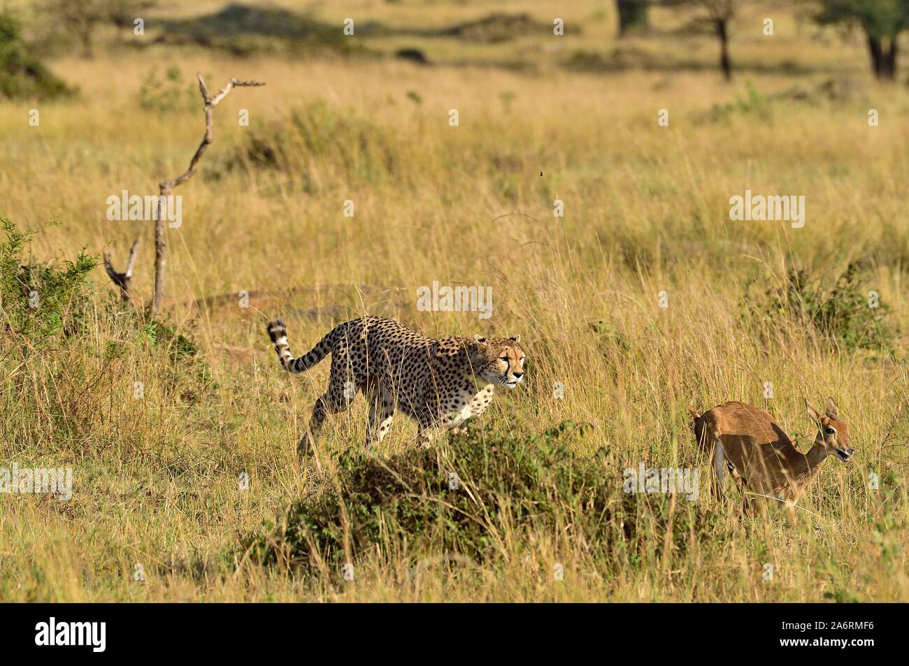 A cheetah chases its prey Stock Photo - Alamy