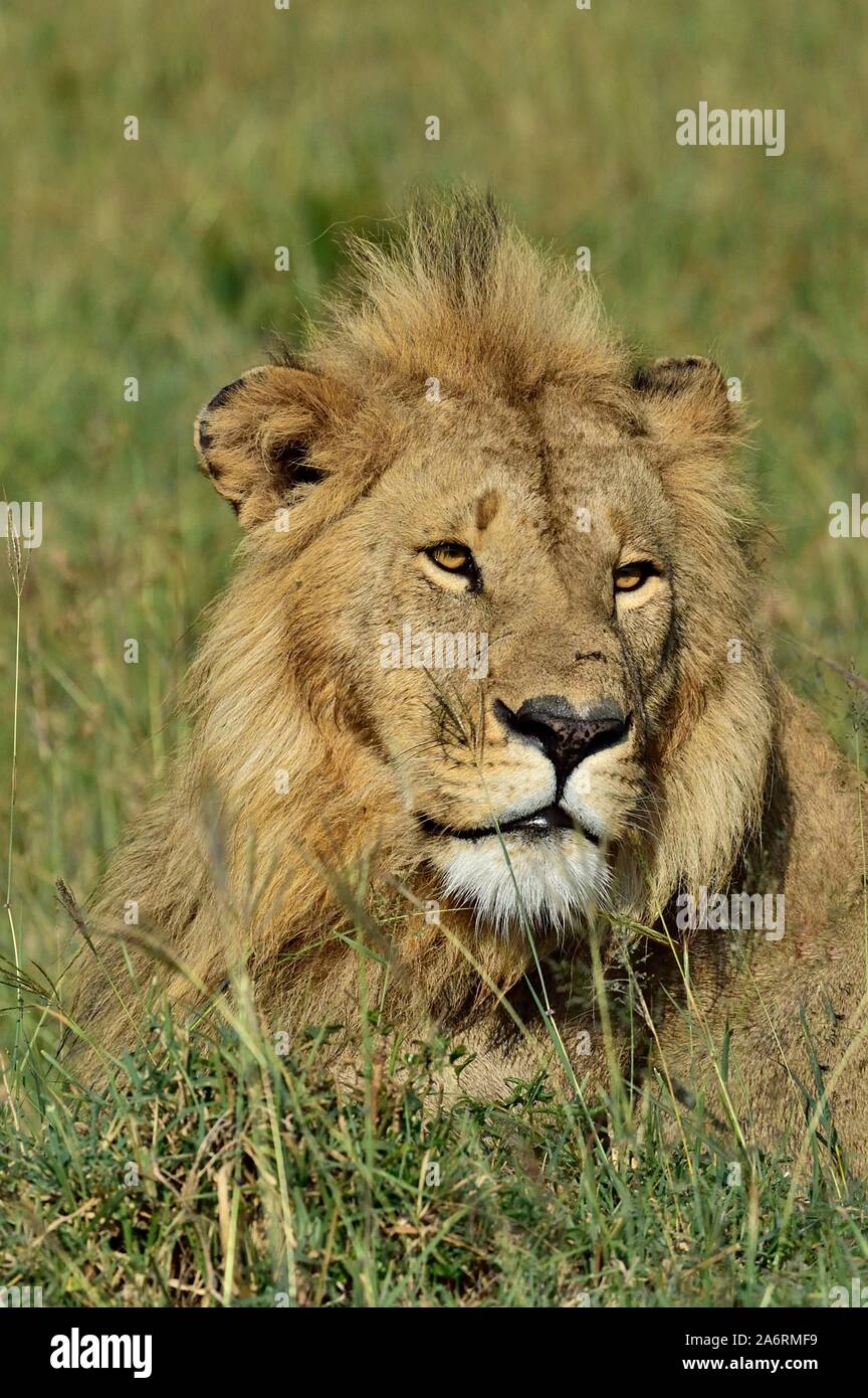 Beautiful male lion hi-res stock photography and images - Alamy